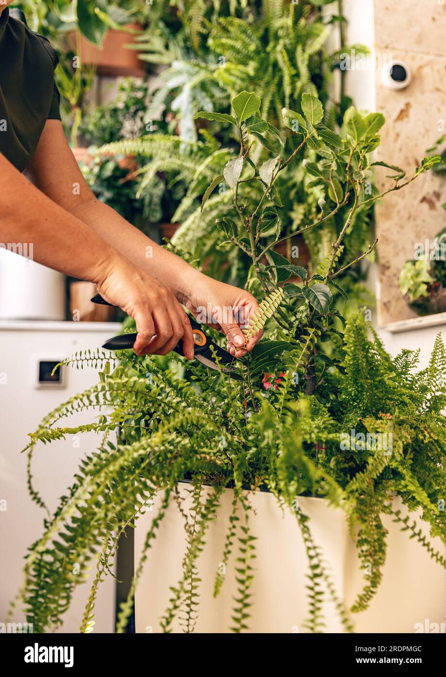 House plant care and urban jungle garden. Home gardener Stock Photo - Alamy