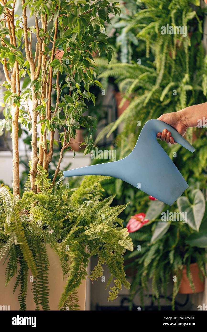 Hand with water can watering indoor plants Stock Photo - Alamy