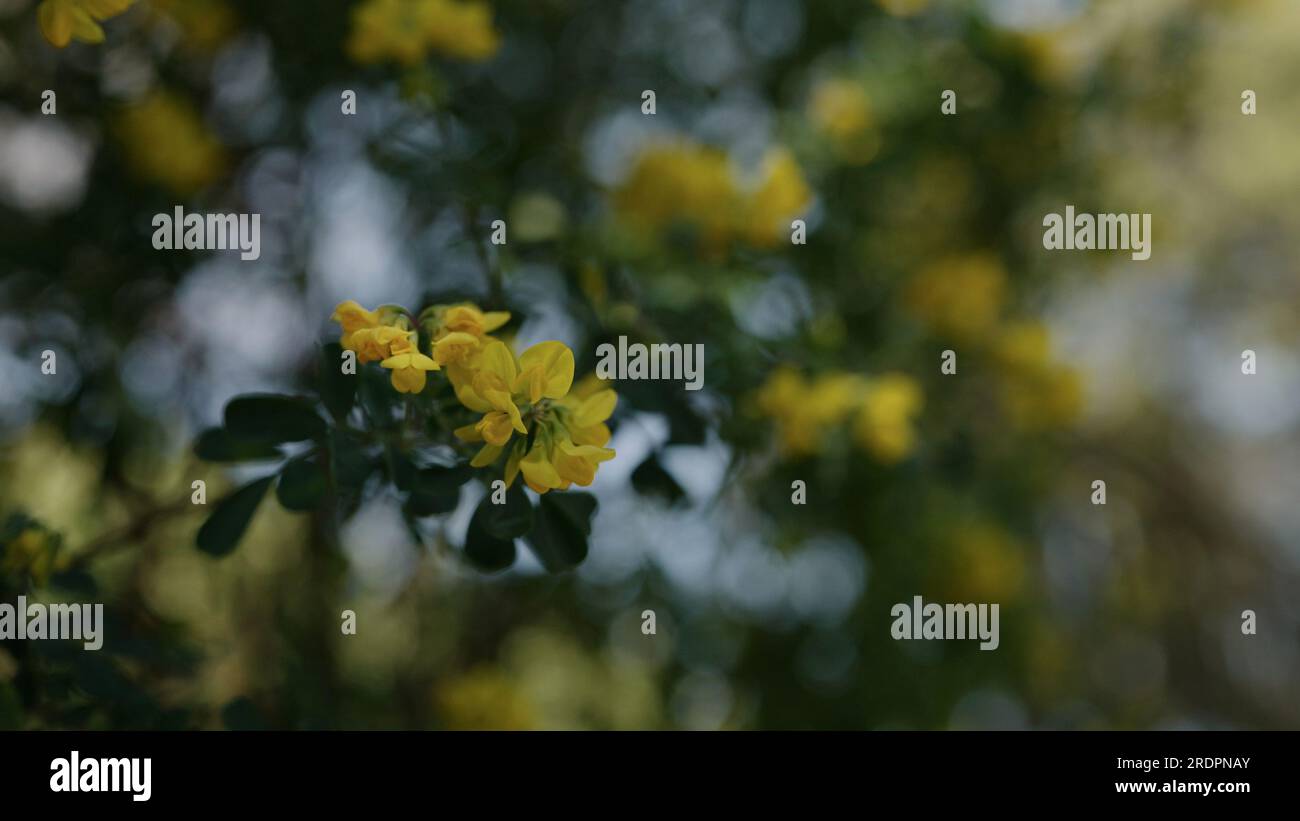 Coronilla emerus hi-res stock photography and images - Alamy