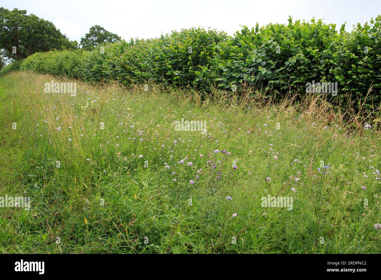 Roadside nature reserve in Lincolnshire Stock Photo - Alamy