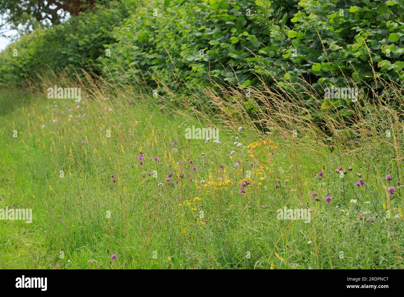 Roadside nature reserve in Lincolnshire Stock Photo - Alamy
