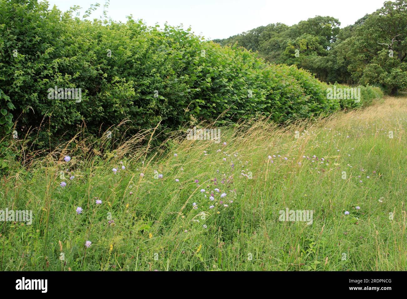 Roadside nature reserve in Lincolnshire Stock Photo - Alamy