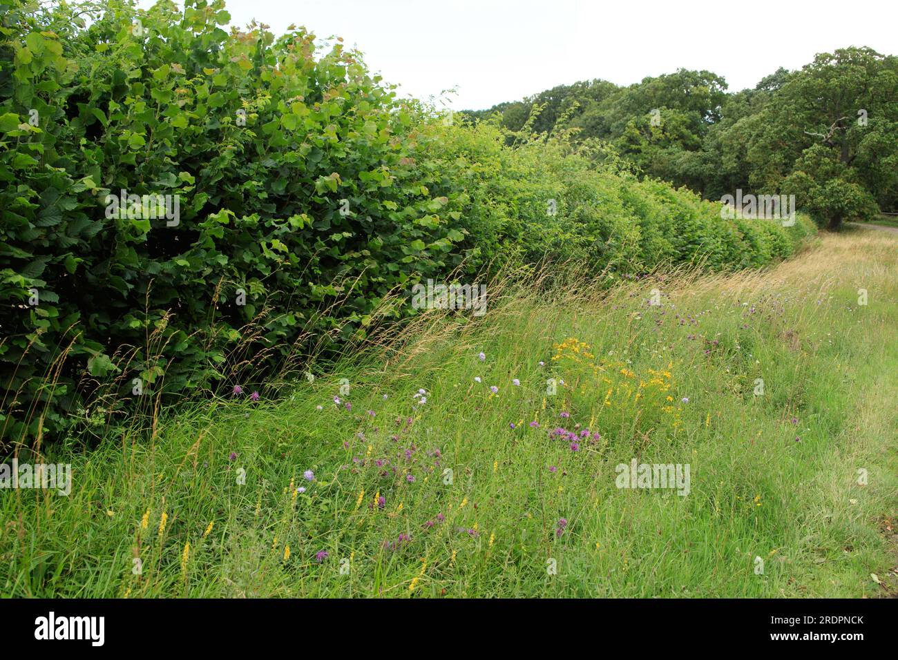 Roadside nature reserve in Lincolnshire Stock Photo - Alamy