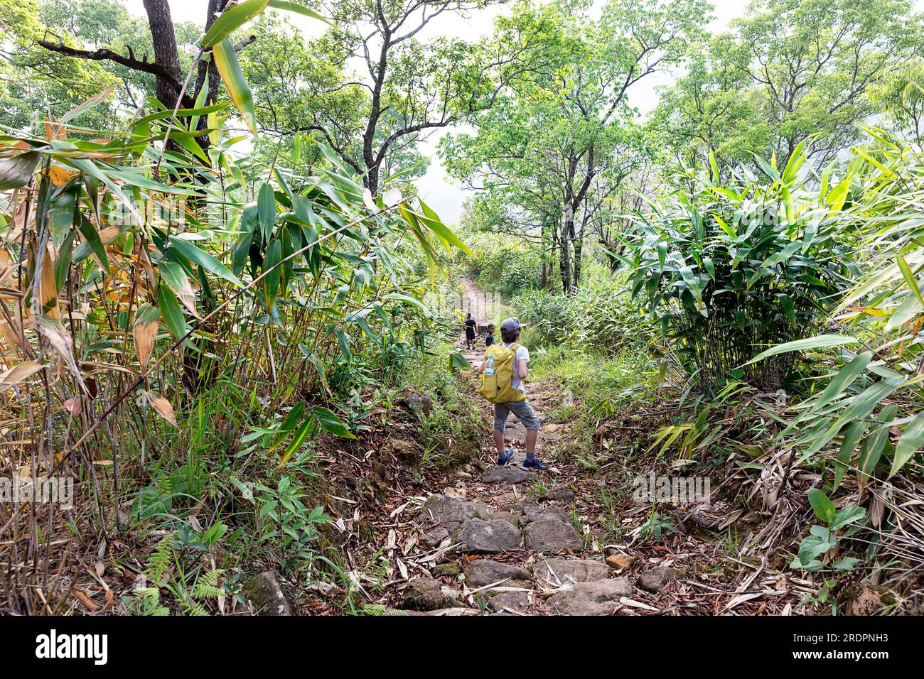 Caucasian boy hiking on steep stairs near double lane living root ...