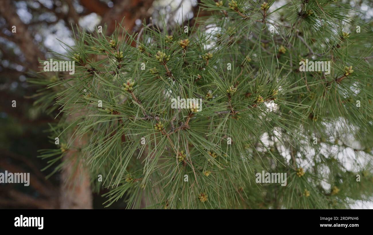Photo of pine tree cedar blossom in spring, wide photo Stock Photo - Alamy
