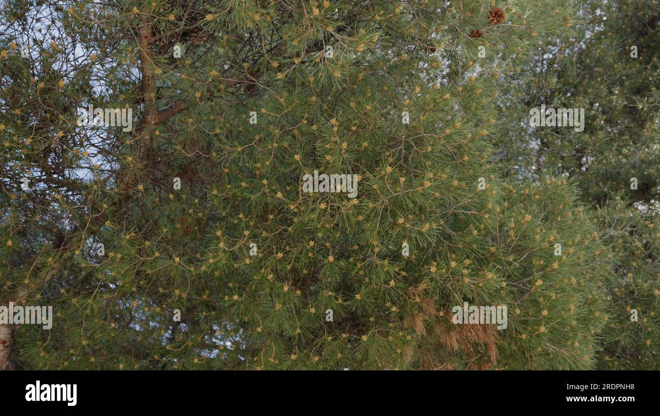 Photo of pine tree cedar blossom in spring, wide photo Stock Photo - Alamy