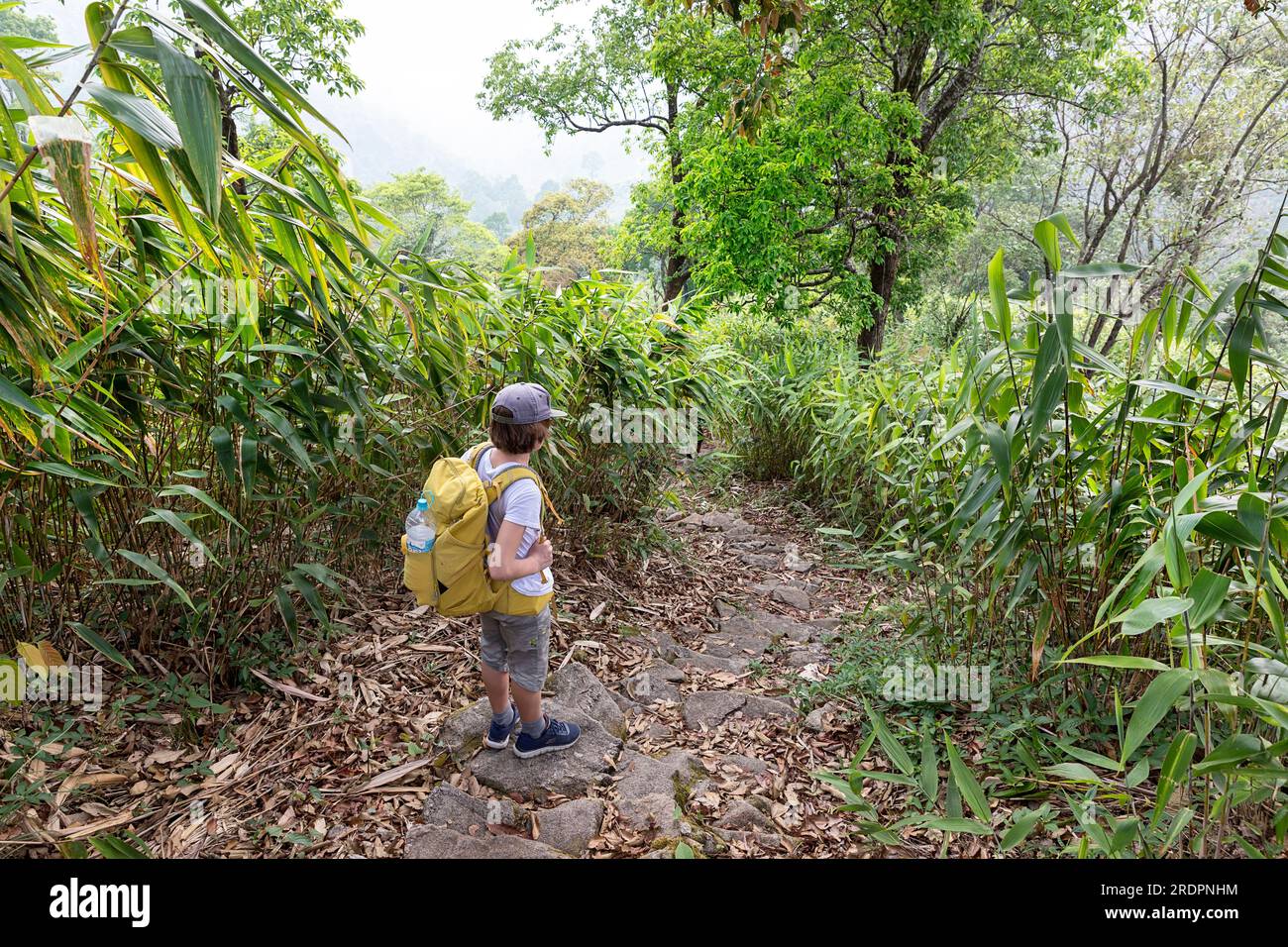 Caucasian boy hiking on steep stairs near double lane living root ...
