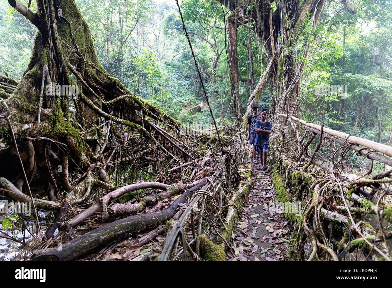 Local kids crossing spectacular double lane living root bridge near ...