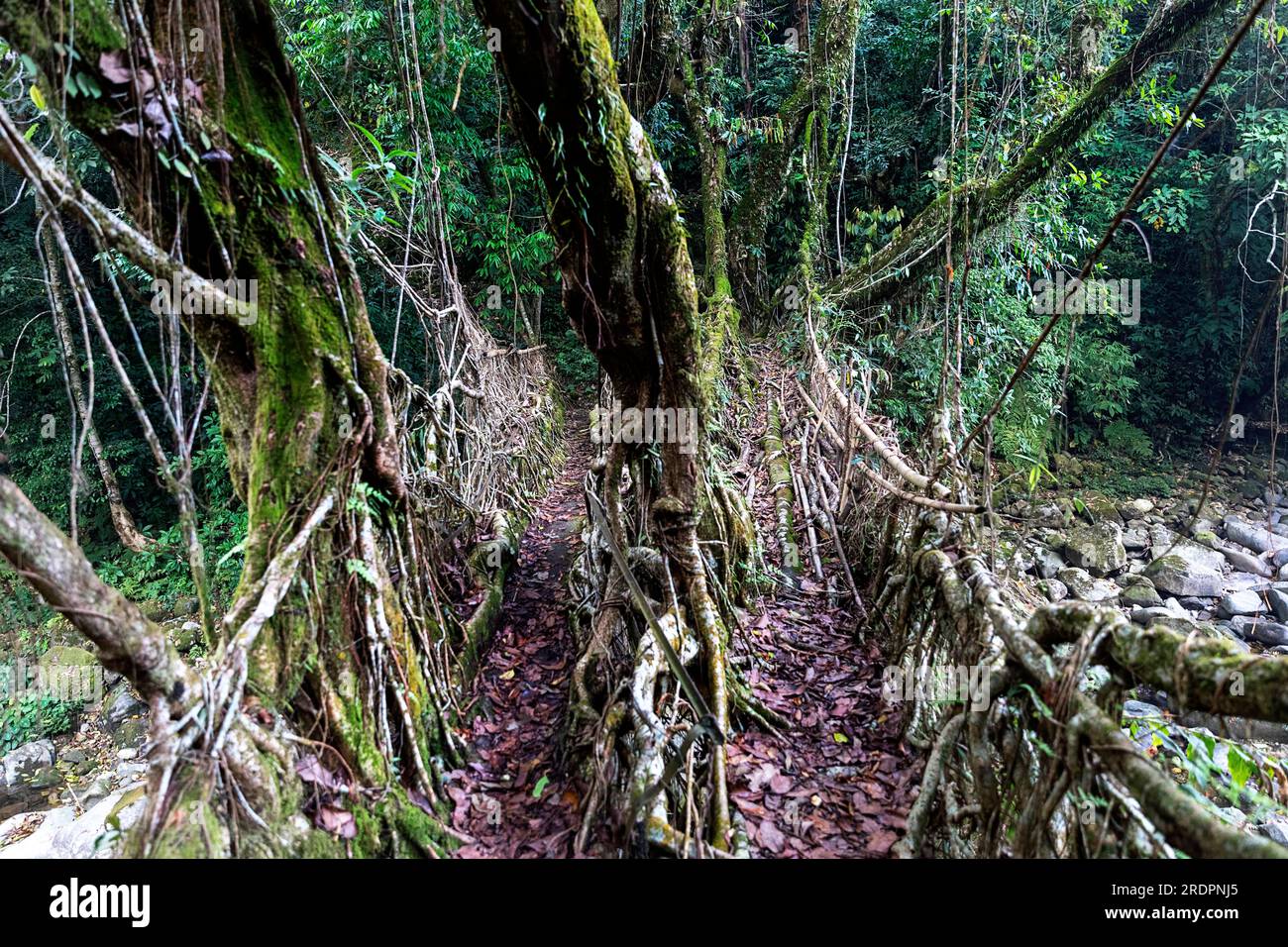 Spectacular handmade double lane living root bridge made by khasi tribe ...