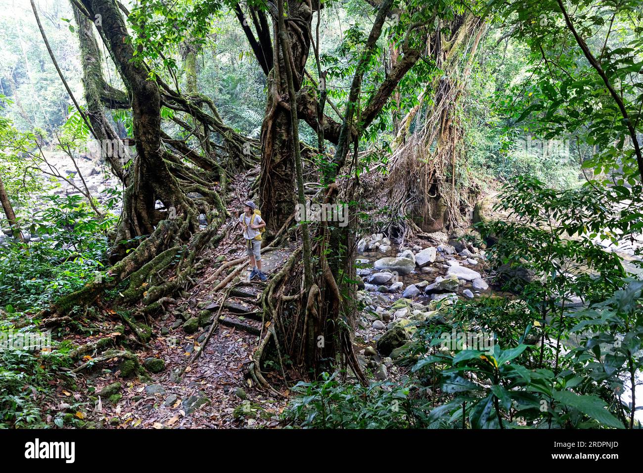 Tourist hiker crossing double lane living root bridge made by khasi ...
