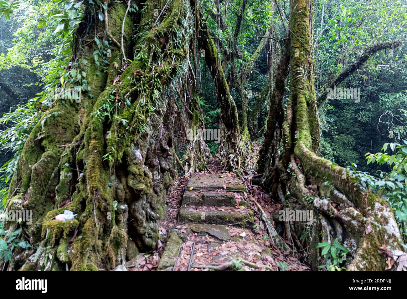 Spectacular handmade tradiitional double lane living root bridge near ...
