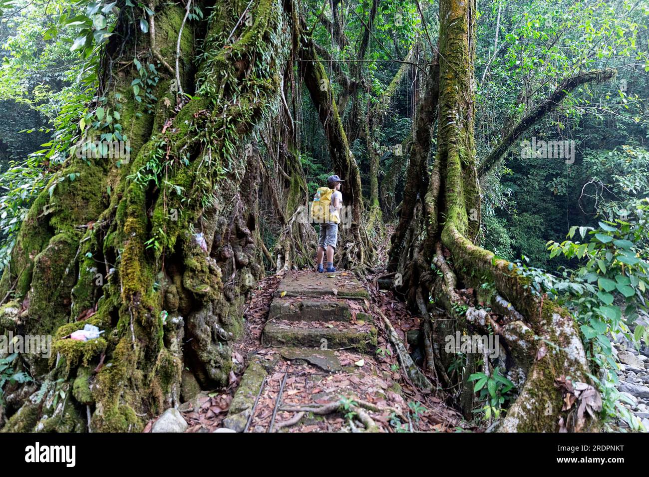 Caucasian teenage boy standing on double lane living root bridge made ...