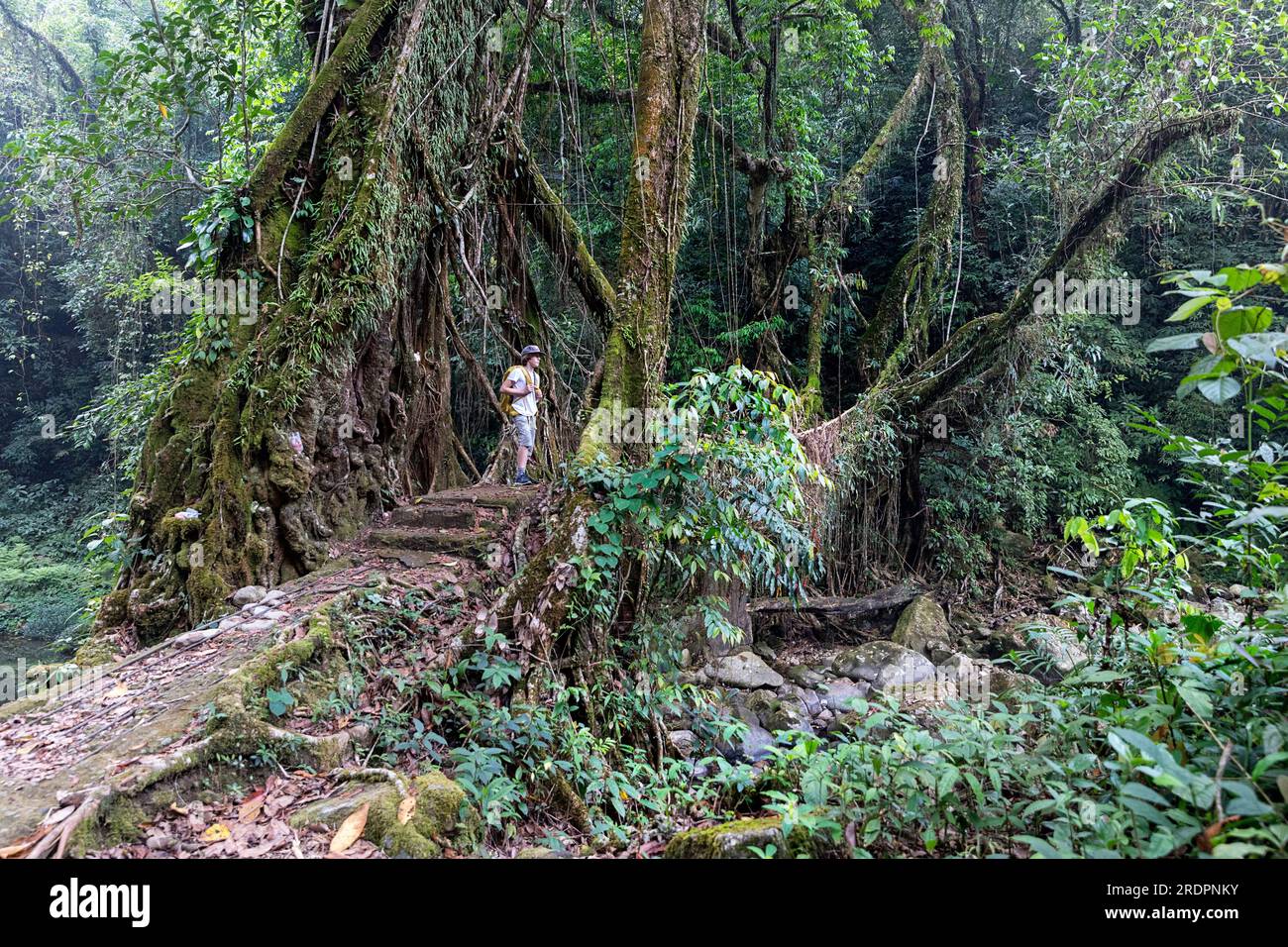 Caucasian teenage boy standing on double lane living root bridge made ...