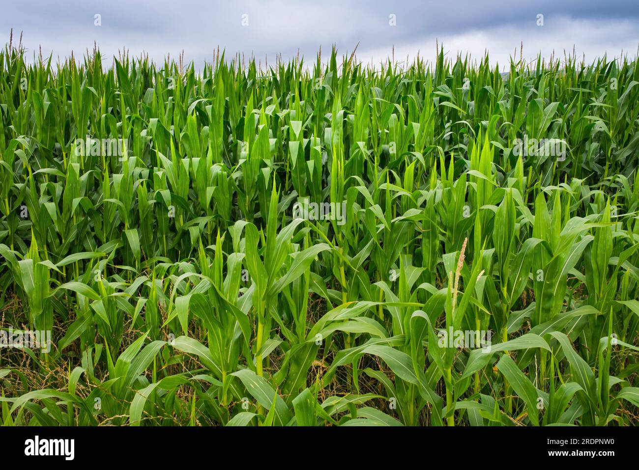 Thriving corn crop hi-res stock photography and images - Alamy