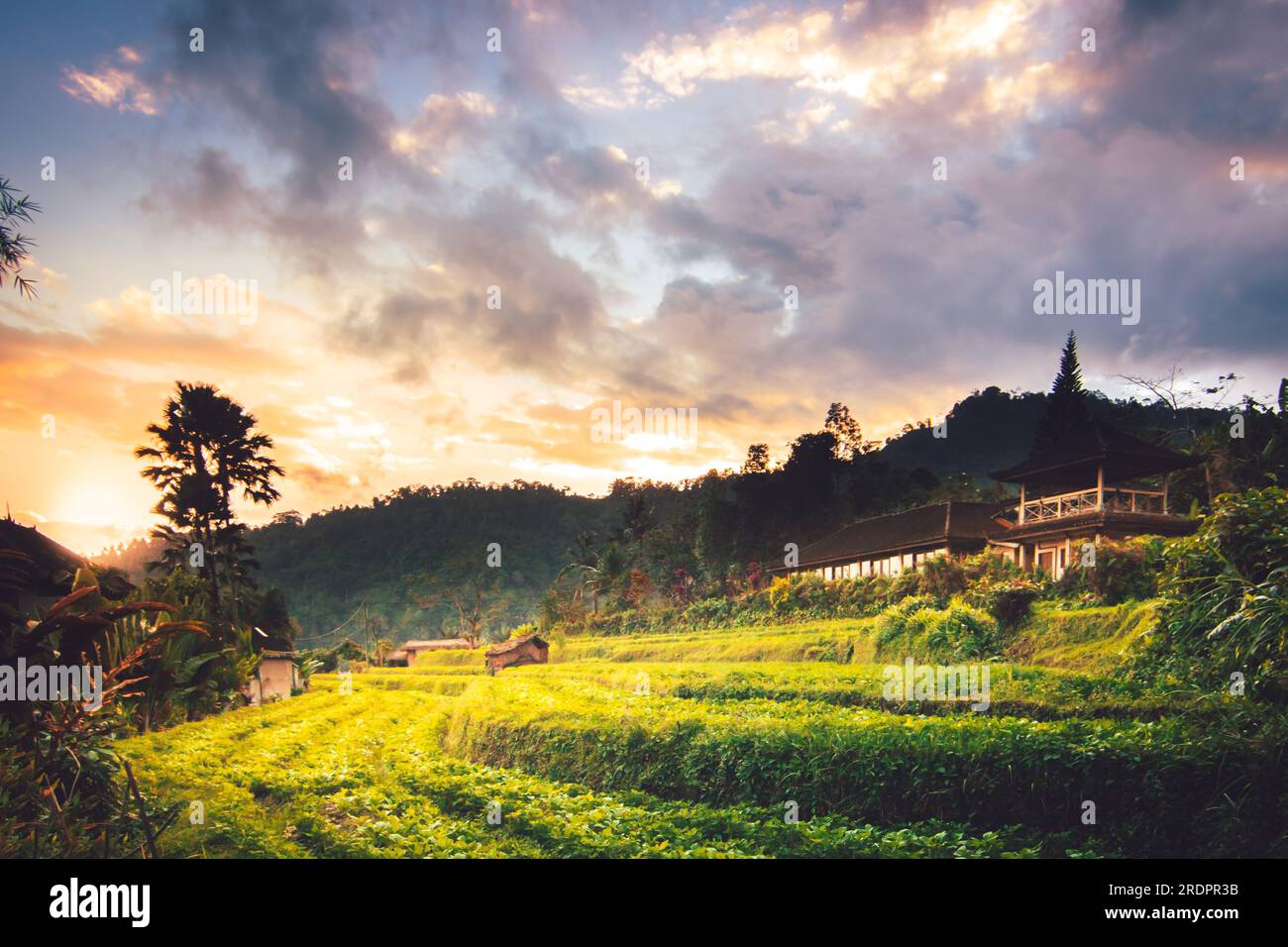 rice field terraces, in Indonesia on Bali Stock Photo - Alamy