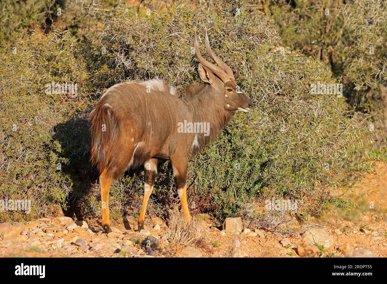 Male Nyala South Africa Stock Photo - Alamy