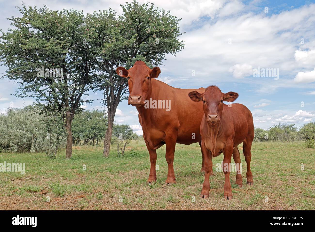 A free-range cow and calf in native rangeland on a rural farm, South ...
