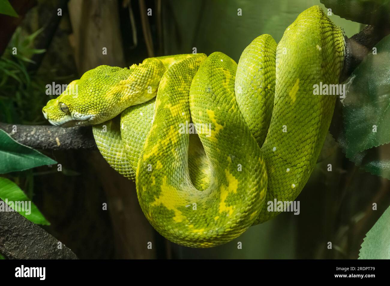 Green tree pythons hi-res stock photography and images - Alamy