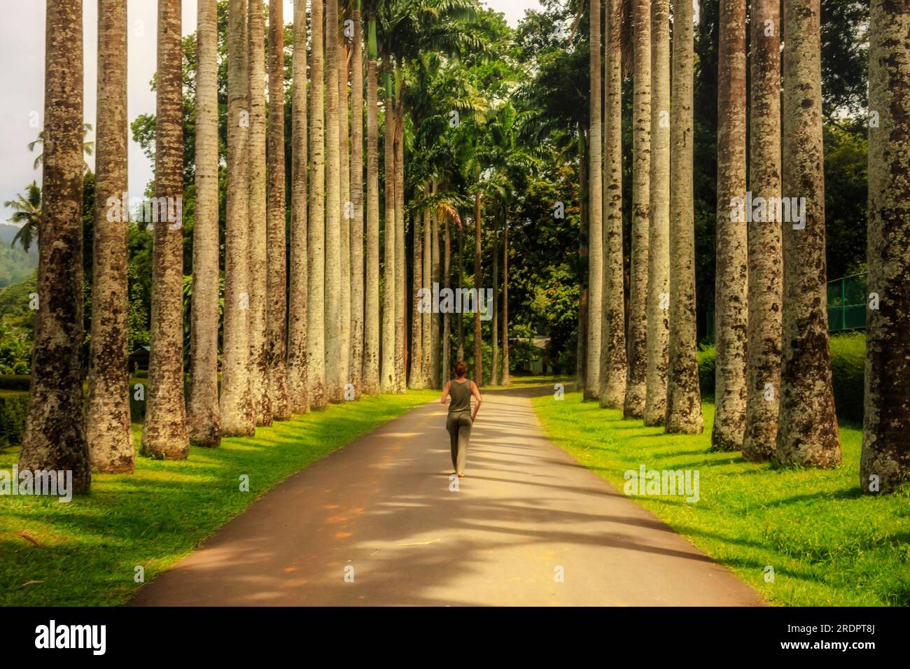 Tropical beach path palm trees hi-res stock photography and images - Alamy