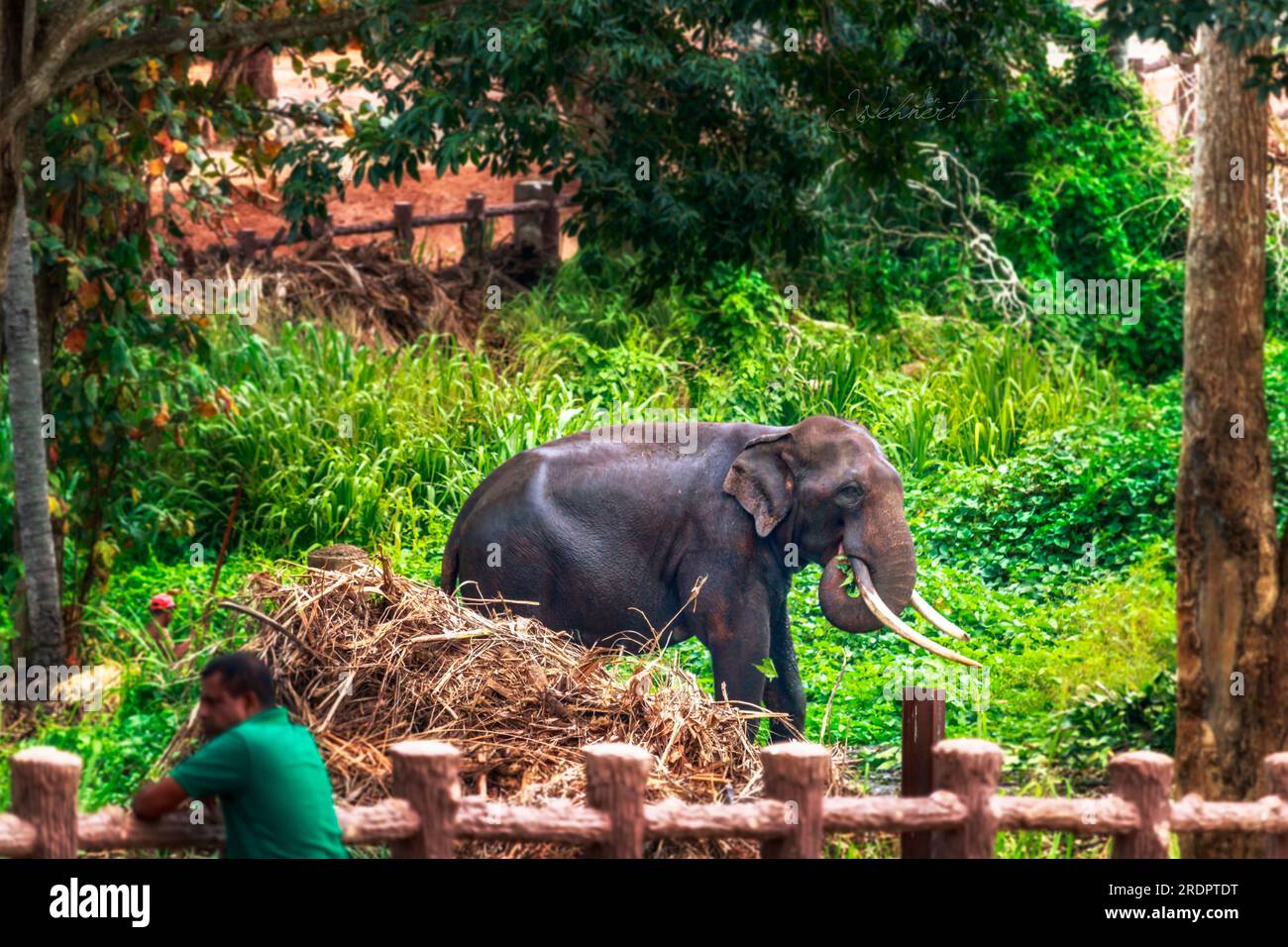 Sri Lanka Pimmawala, elephants in Asia. great shots of elephants in sri ...