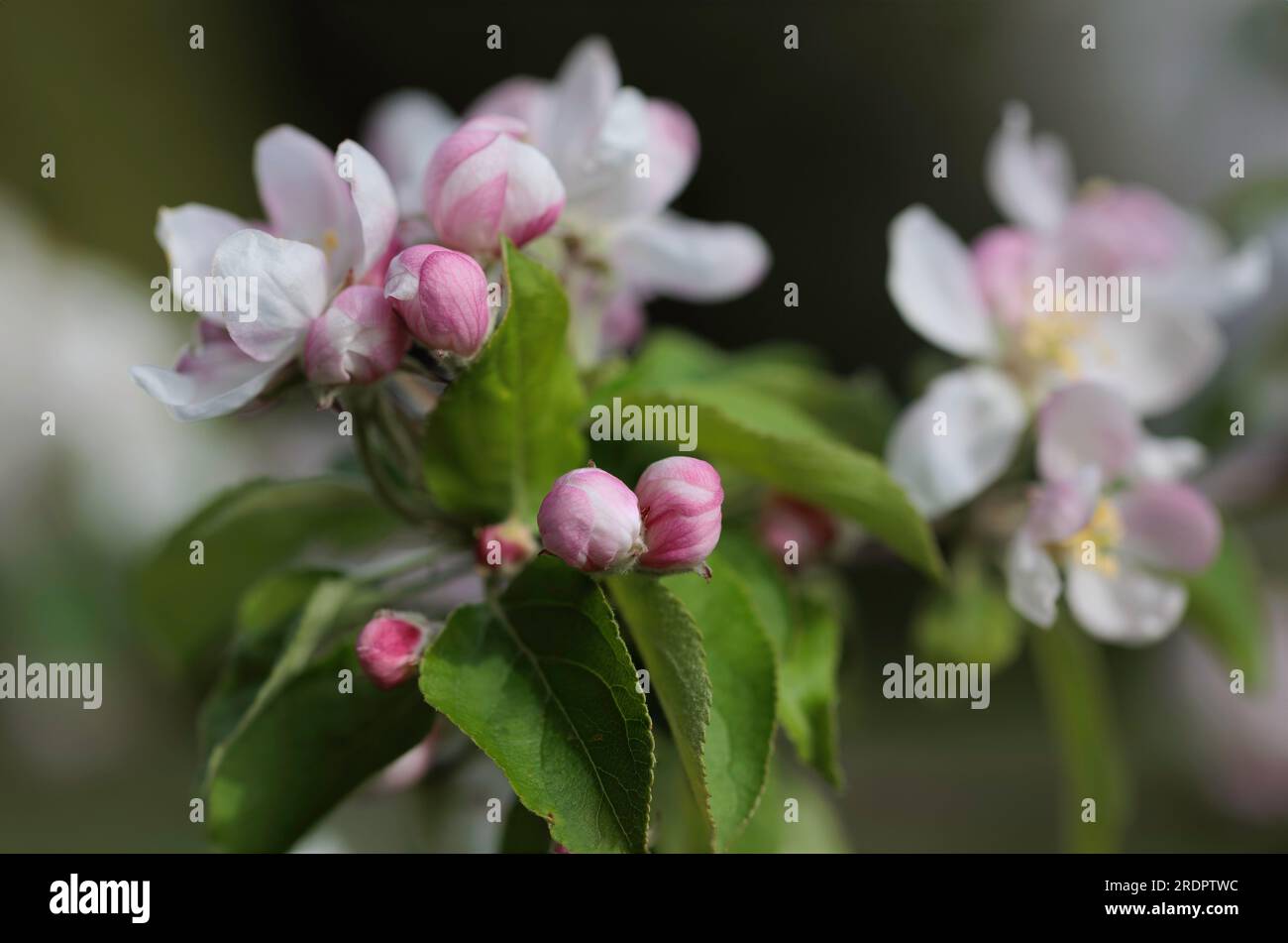 Bunch of apple blossom closed an open on a branch Stock Photo - Alamy