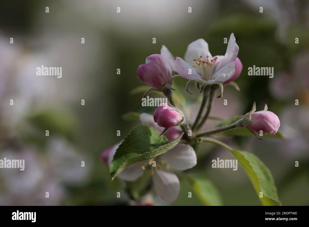 Bunch of apple blossom closed an open on a branch Stock Photo - Alamy