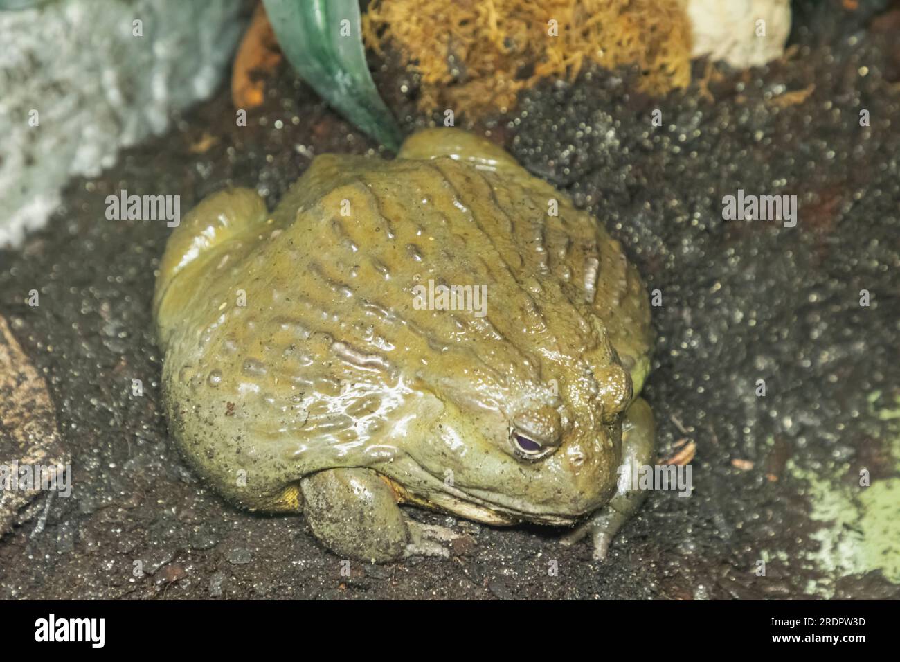 African bullfrog hi-res stock photography and images - Alamy