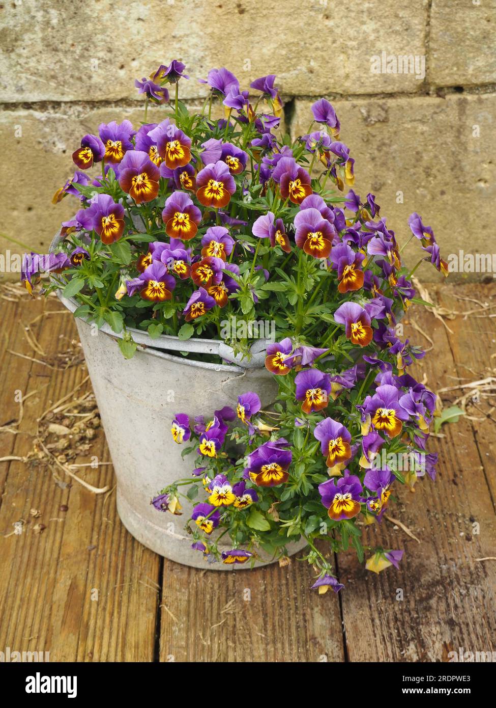 Viola flowers cascading over rim of repurposed galvanised bucket ...