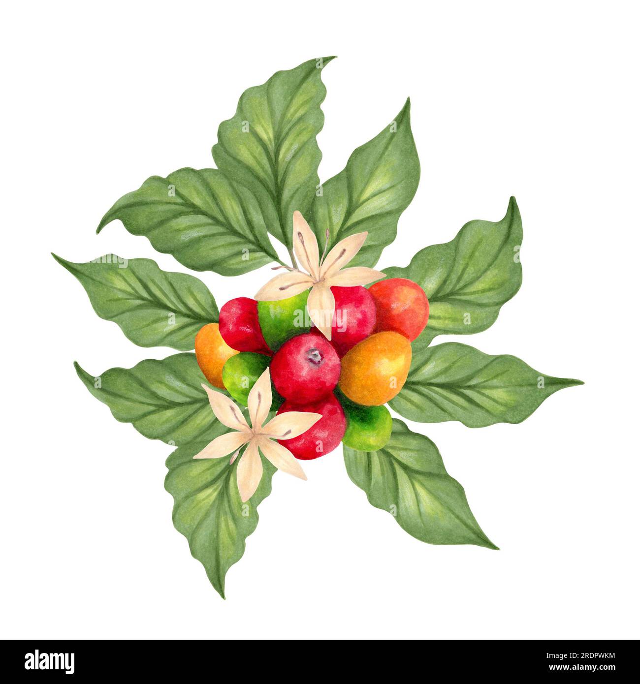 Composition of Arabica coffee beans with leaves and flowers on a branch ...