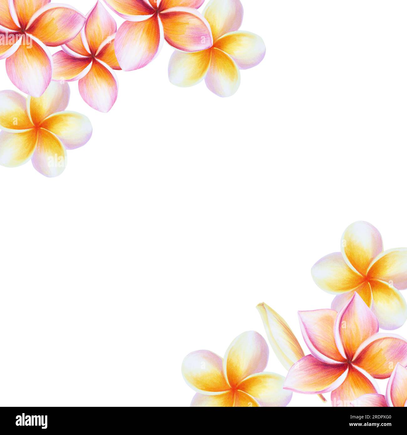 Plumeria Border Clip Art