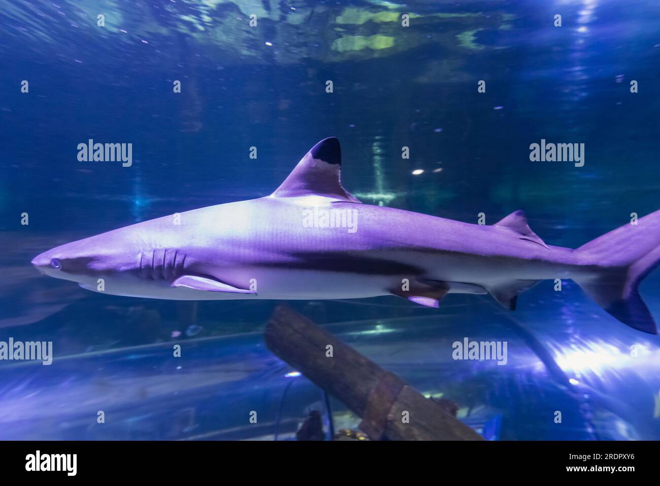 Sussex sharks uk hi-res stock photography and images - Alamy