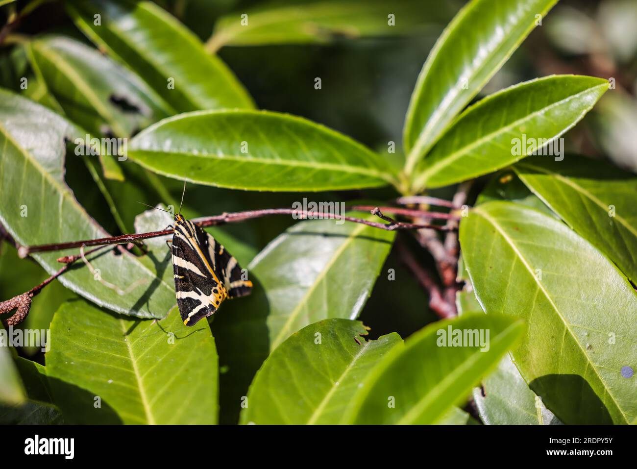 Jersey tiger moth seen in south london garden hi-res stock photography ...