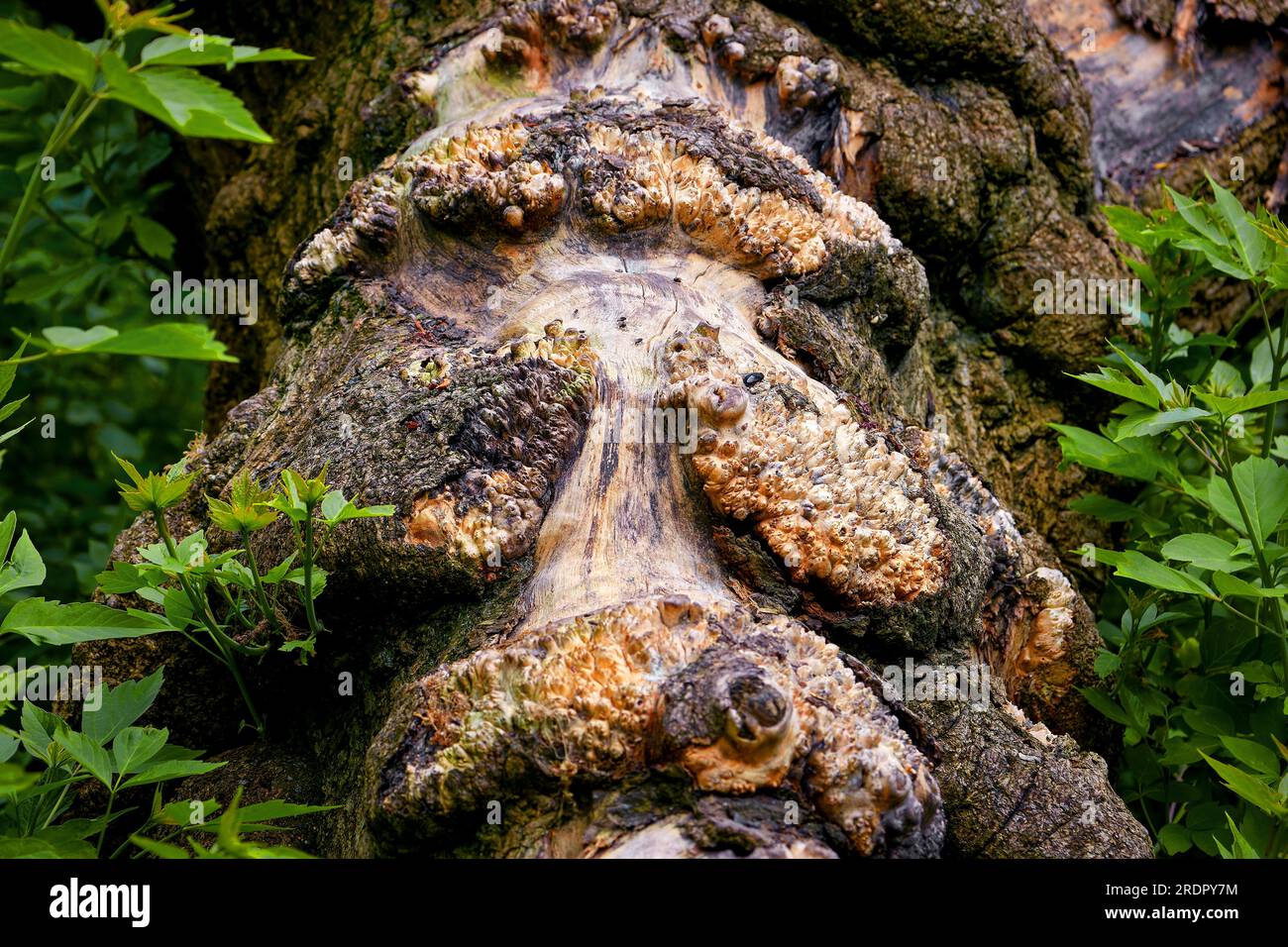 Image of a painful growth on a tree in the forest Stock Photo - Alamy