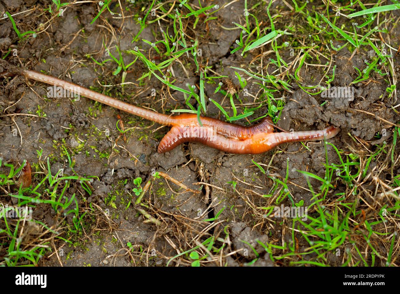 Closeup long earthworm lumbricus hi-res stock photography and images ...