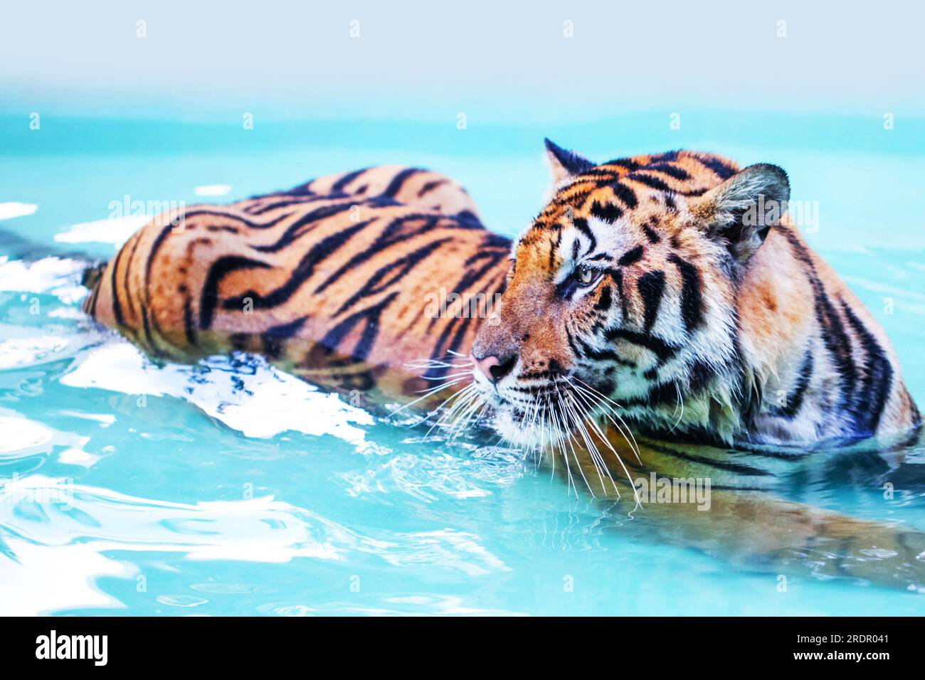 Swimming tiger pool hi-res stock photography and images - Alamy