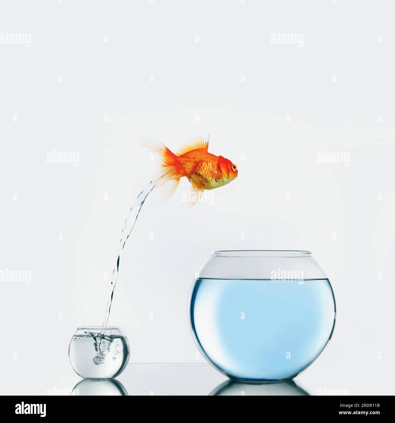 Gold fish big tank hi-res stock photography and images - Alamy