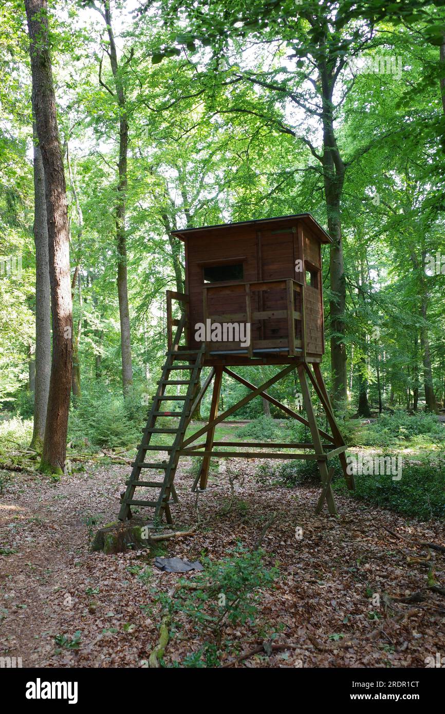 A hunters seat in the woods surrounded by trees in summer. Seen in a ...