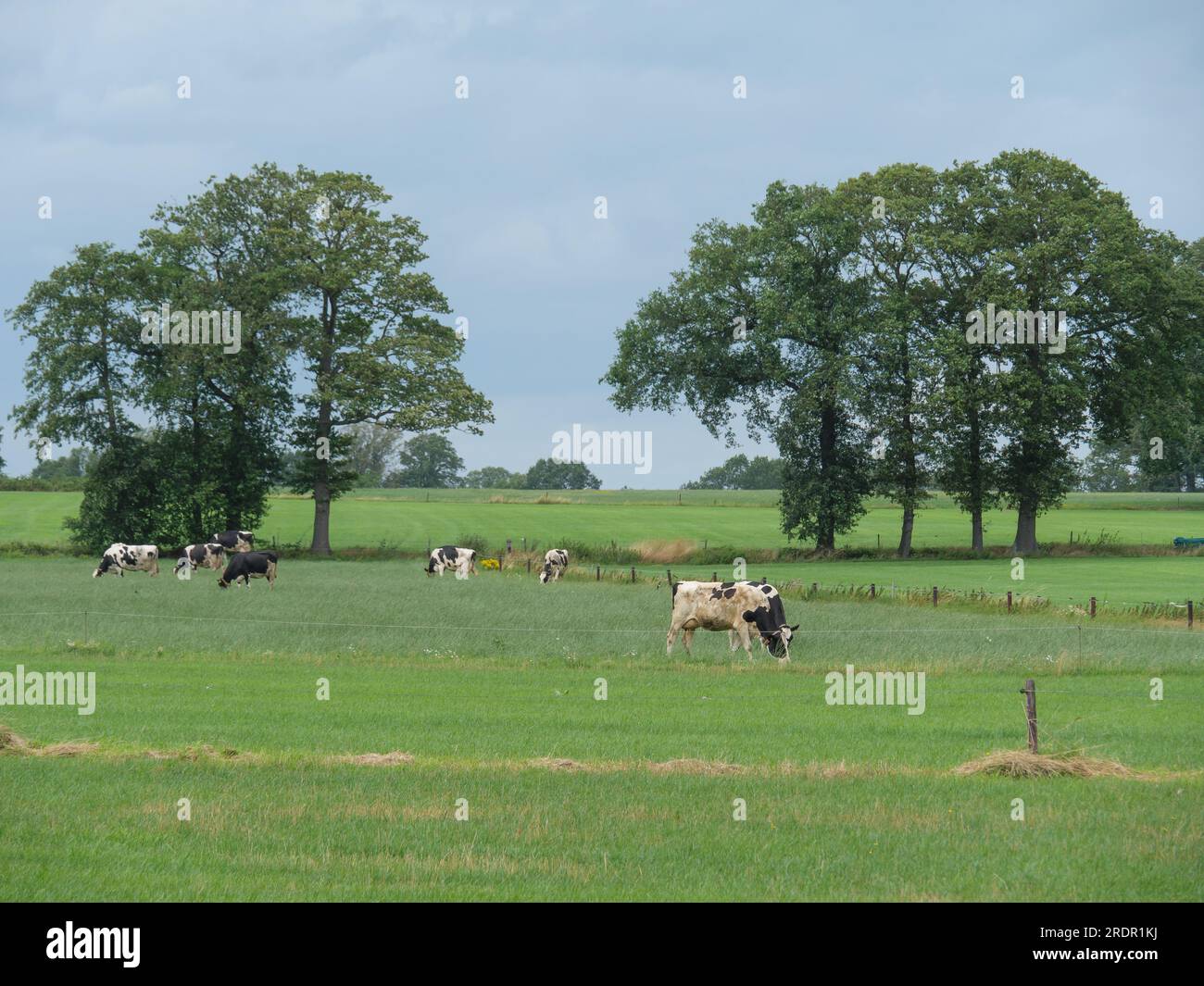 summer time in the netherlands Stock Photo - Alamy