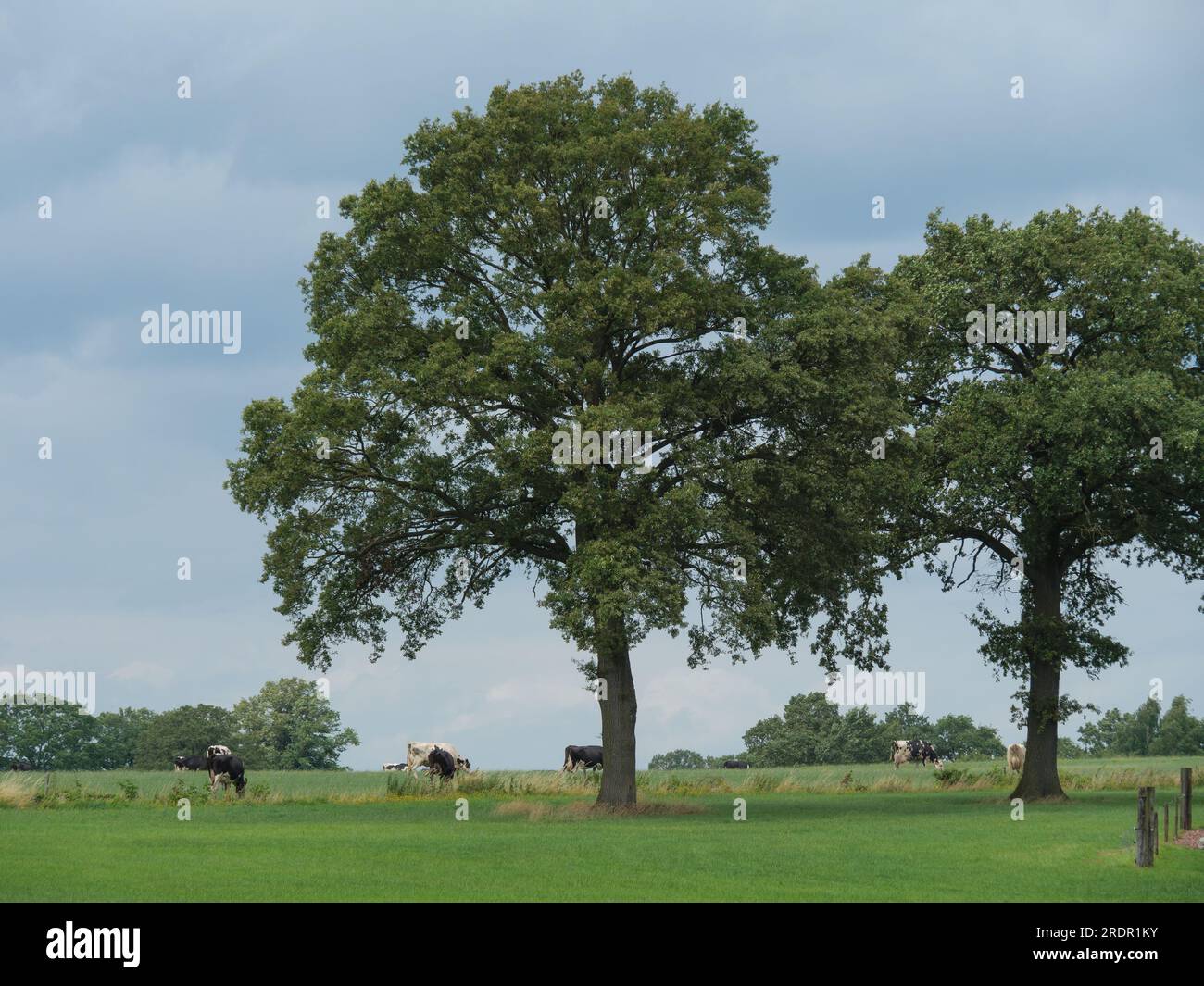 summer time in the netherlands Stock Photo - Alamy