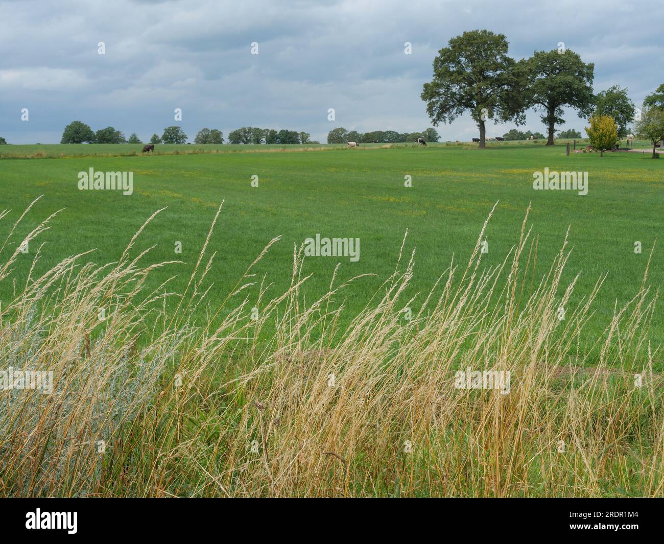 summer time in the netherlands Stock Photo - Alamy