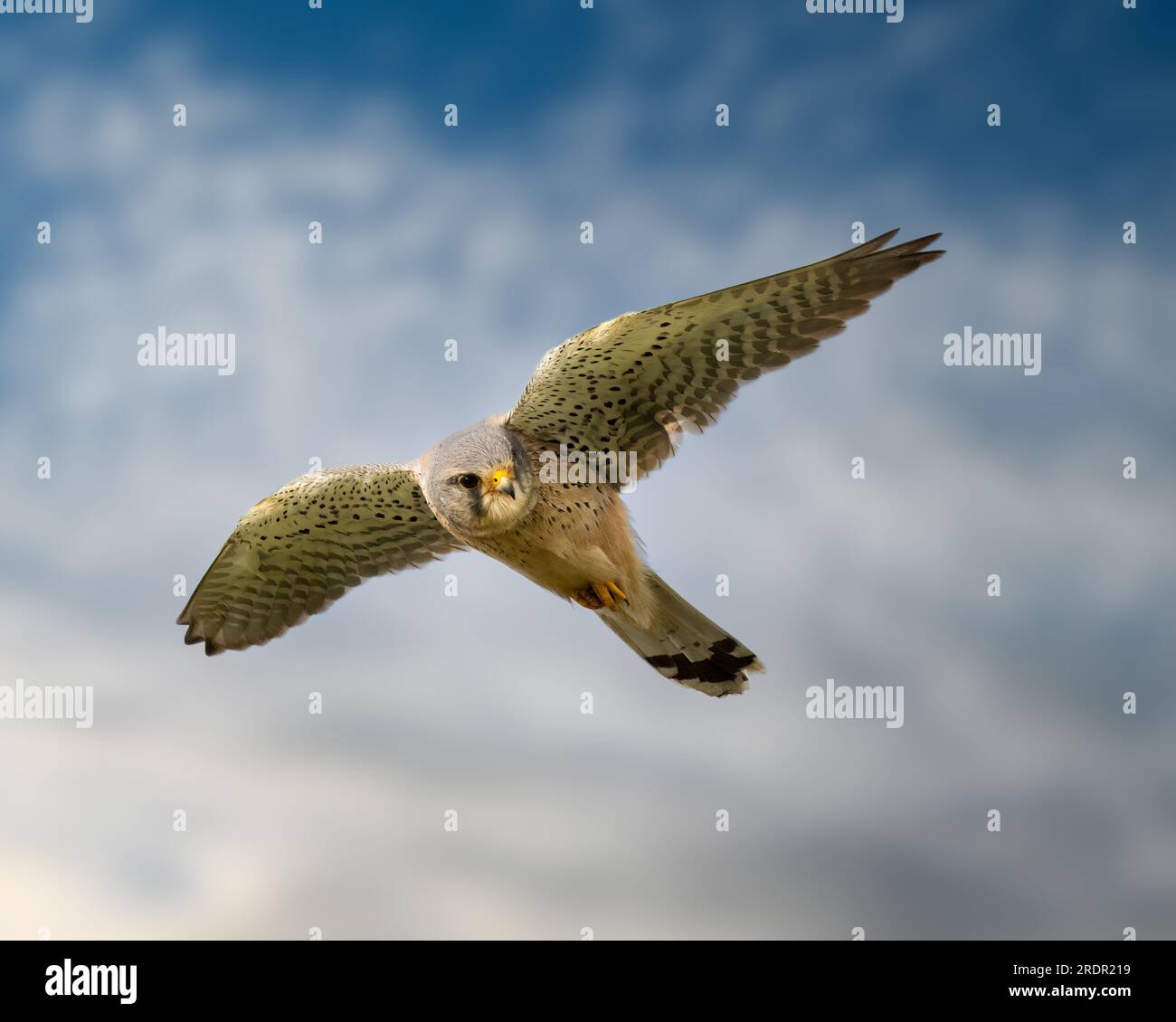 Common kestrel uk hi-res stock photography and images - Alamy