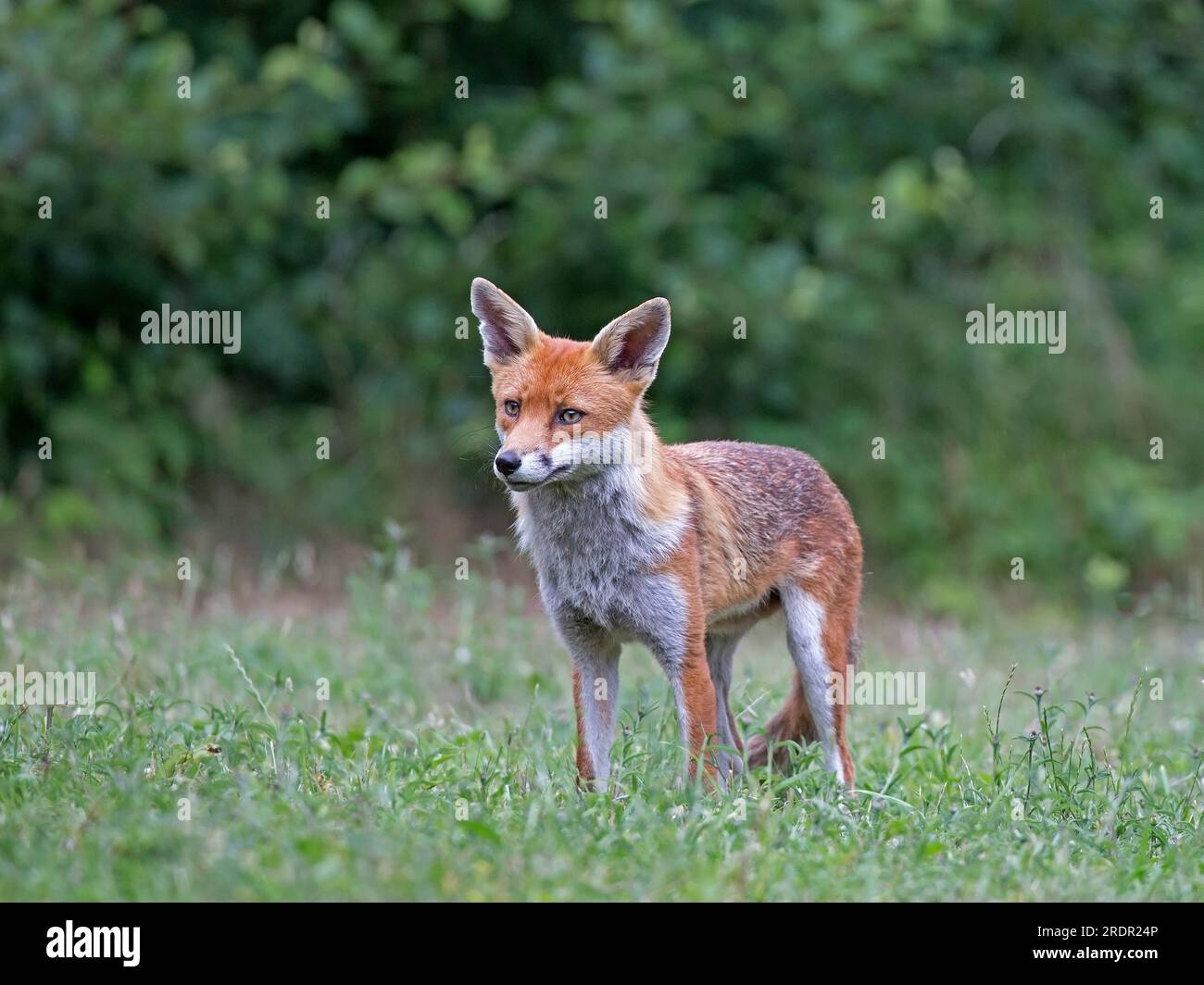Red fox standing Stock Photo - Alamy