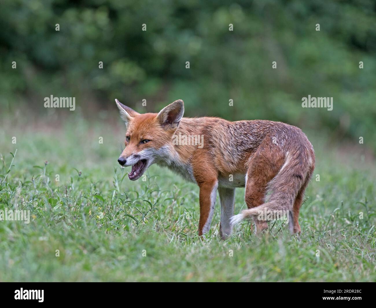 Red fox standing Stock Photo - Alamy