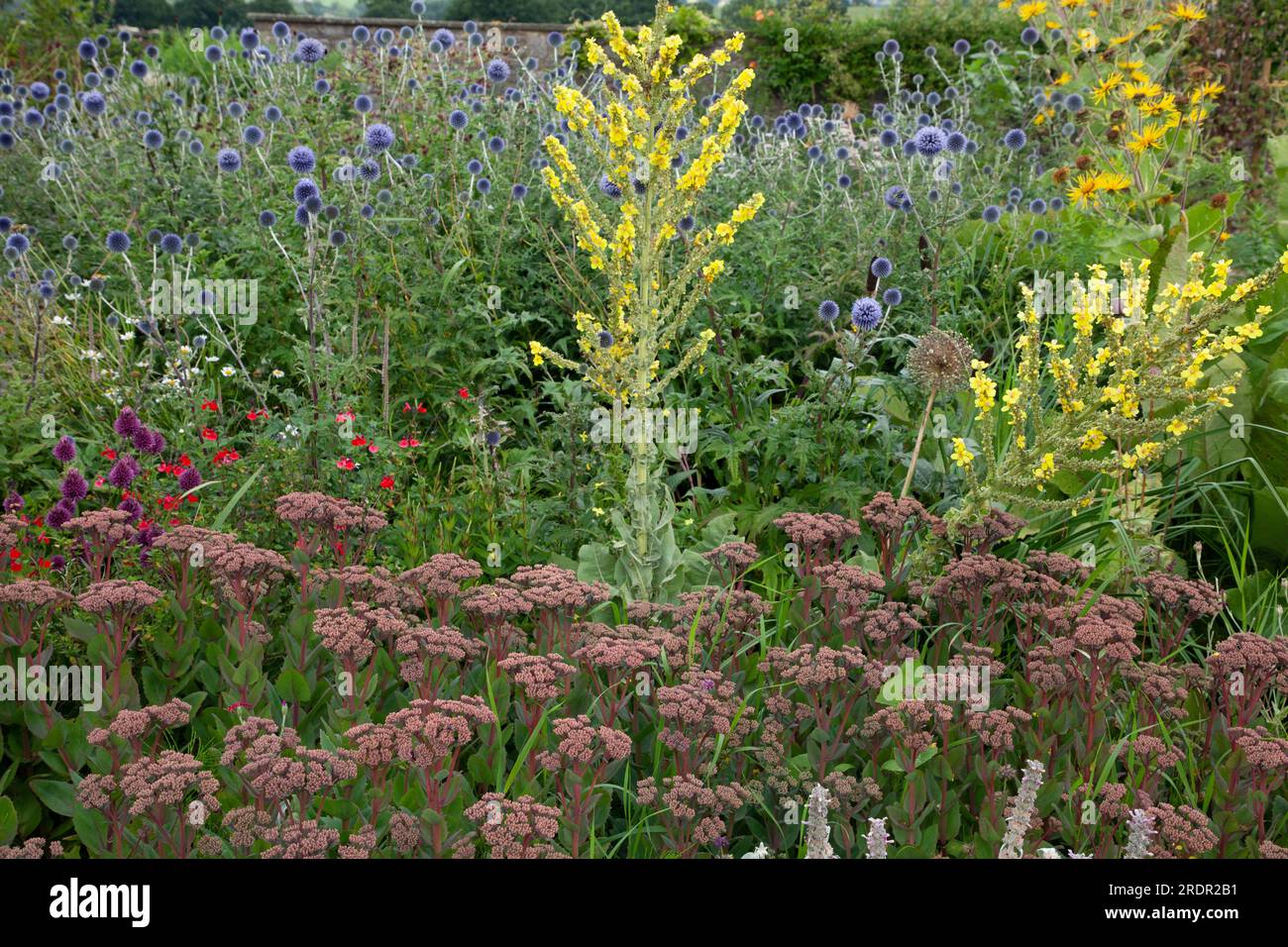 The Gravel Garden by garden designer Tom Massey supported by Sarah Mead ...