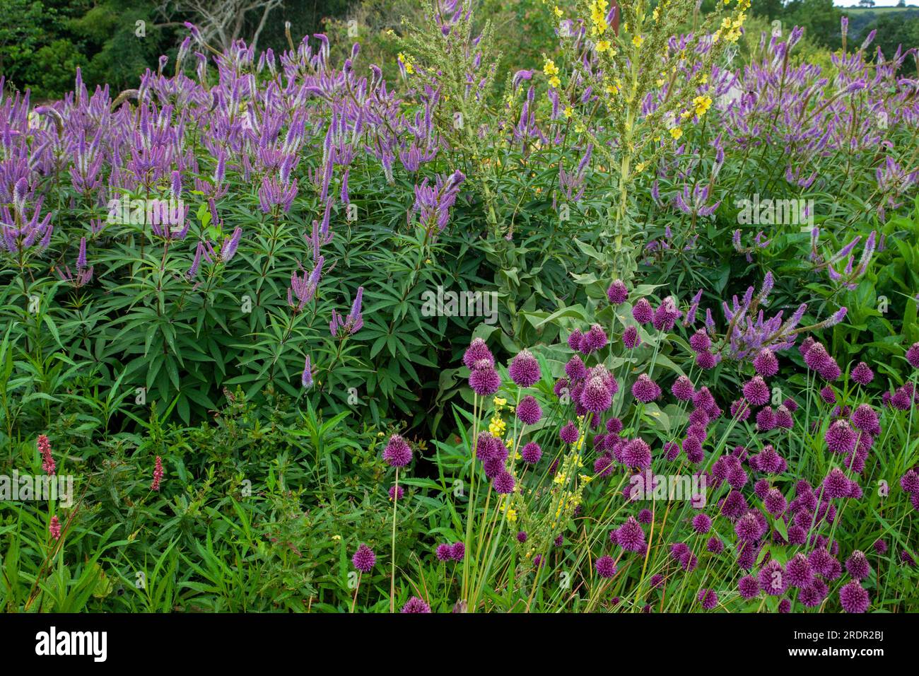 The Gravel Garden by garden designer Tom Massey supported by Sarah Mead ...