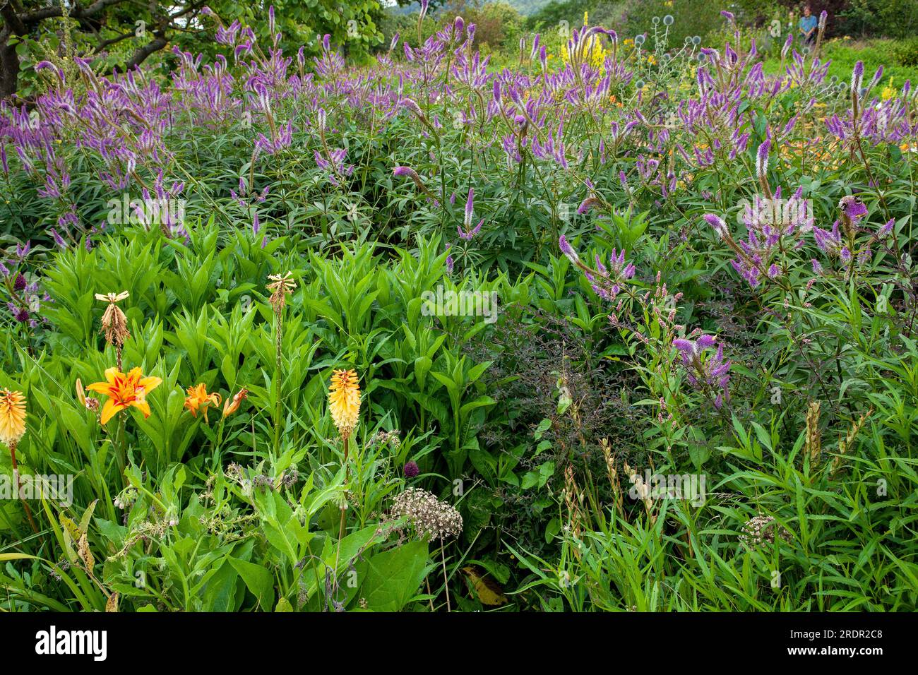 The Gravel Garden by garden designer Tom Massey supported by Sarah Mead ...