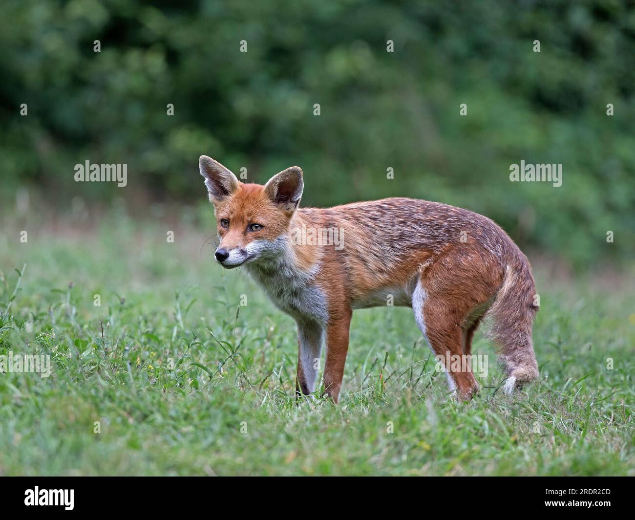 Red fox england hi-res stock photography and images - Alamy
