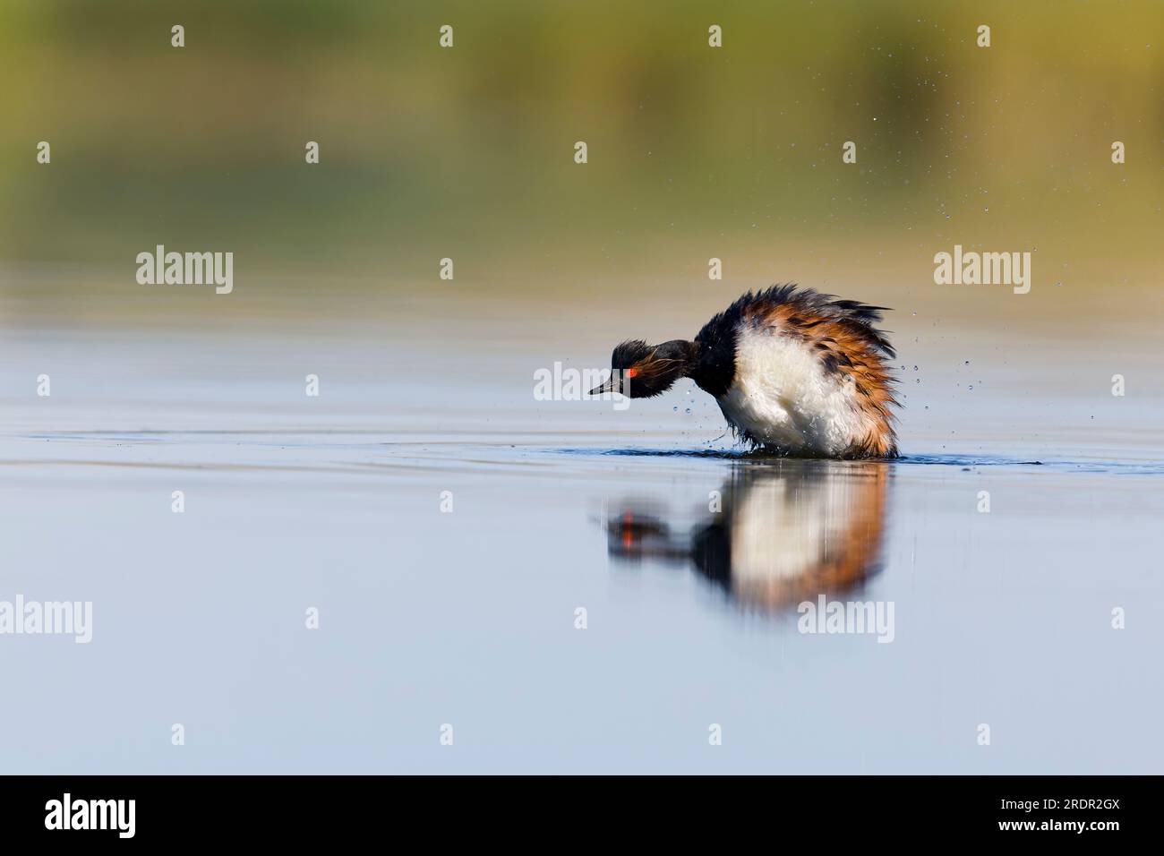 Black-necked grebe Podiceps nigricollis, breeding plumage adult shaking ...