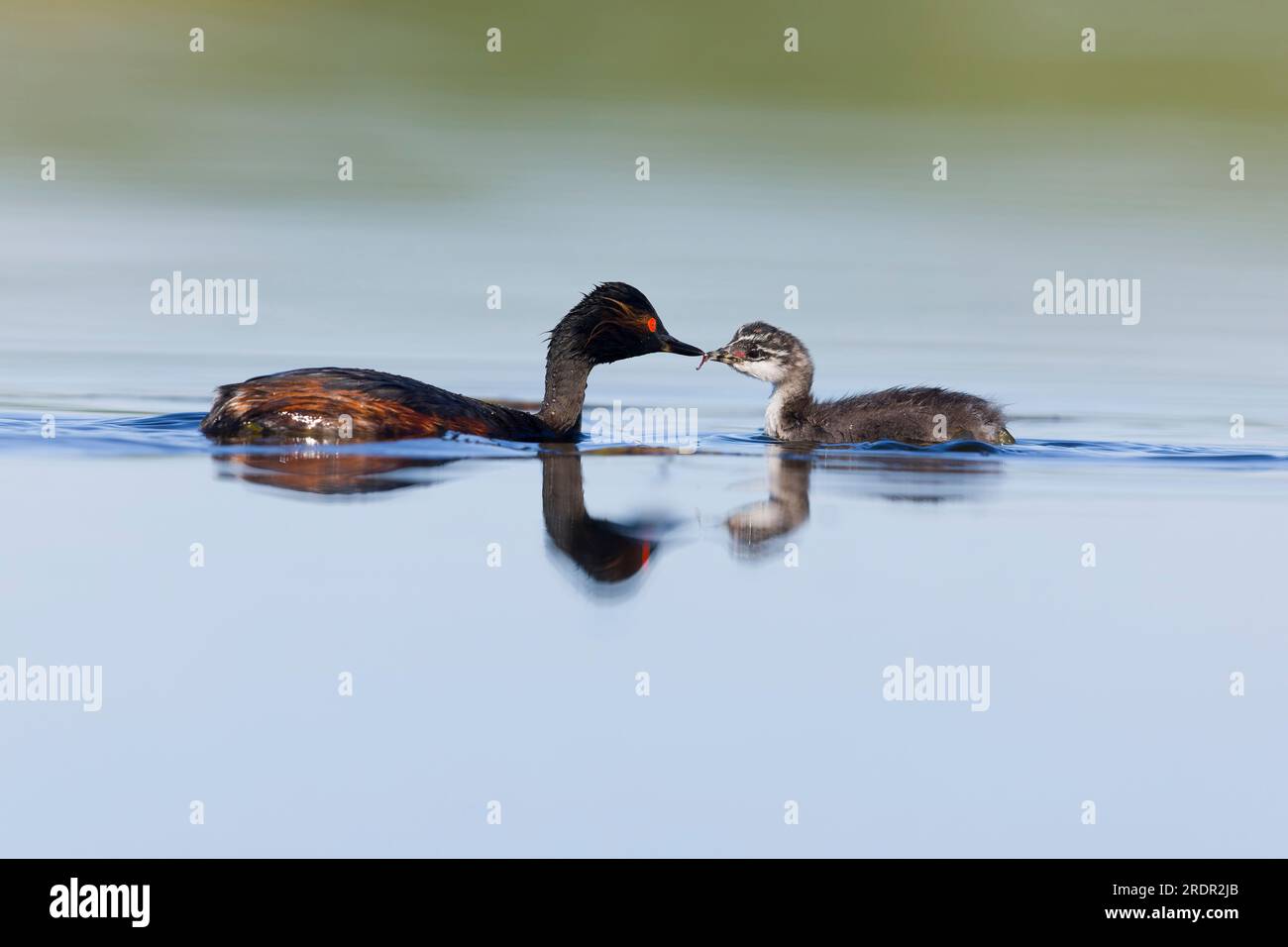 Black-necked grebe Podiceps nigricollis, breeding plumage adult feeding ...