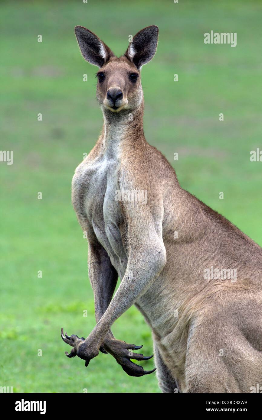 Long kangaroo feet hi-res stock photography and images - Alamy